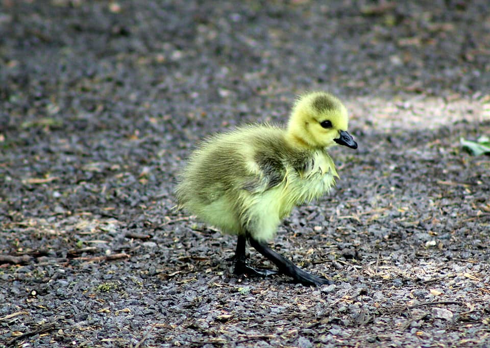 One Week Old Gosling – Tracy's Images